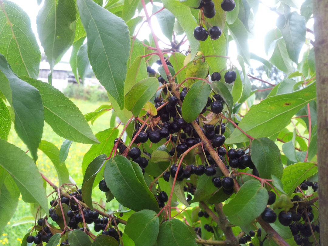 Maqui Berry Liofilizado em Pó 70g – OX Nature